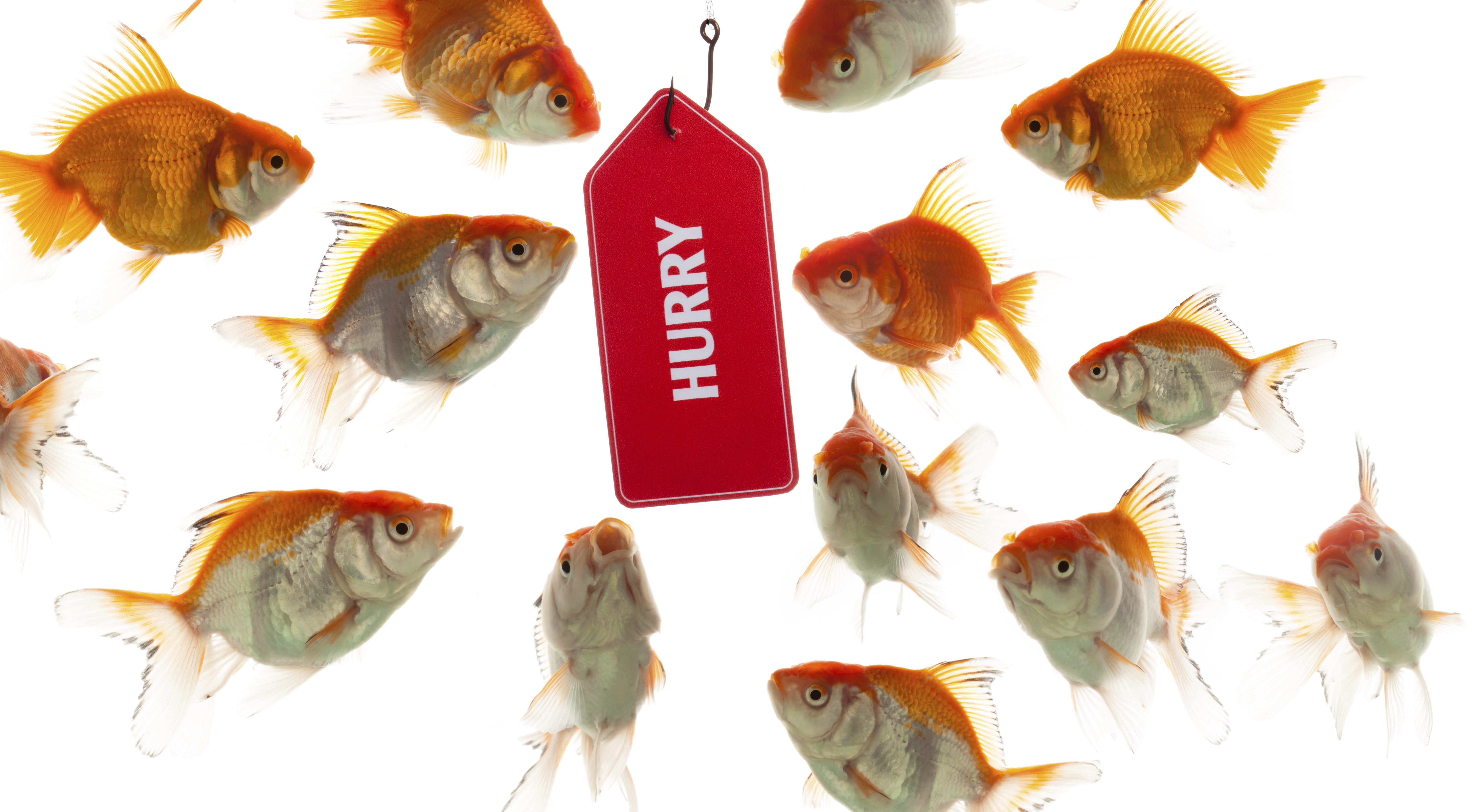 The top 10 scams of 2015 presented by BBB - Consumer Protection BC